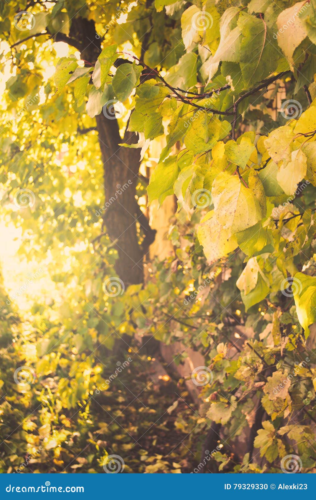 Apricot autumn stock photo. Image of yellow, apricot - 79329330