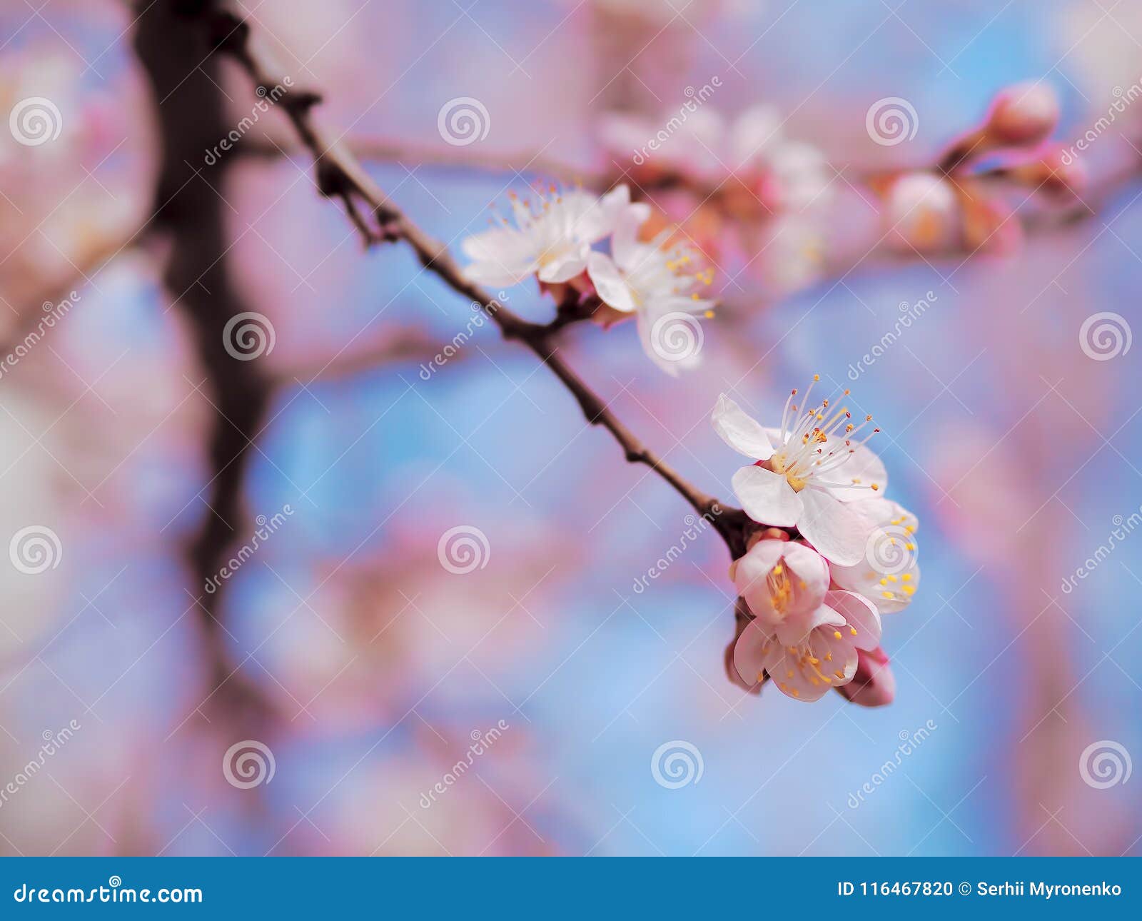 Apricot Blossom Pink Spring Flowers Stock Photo - Image of grass ...