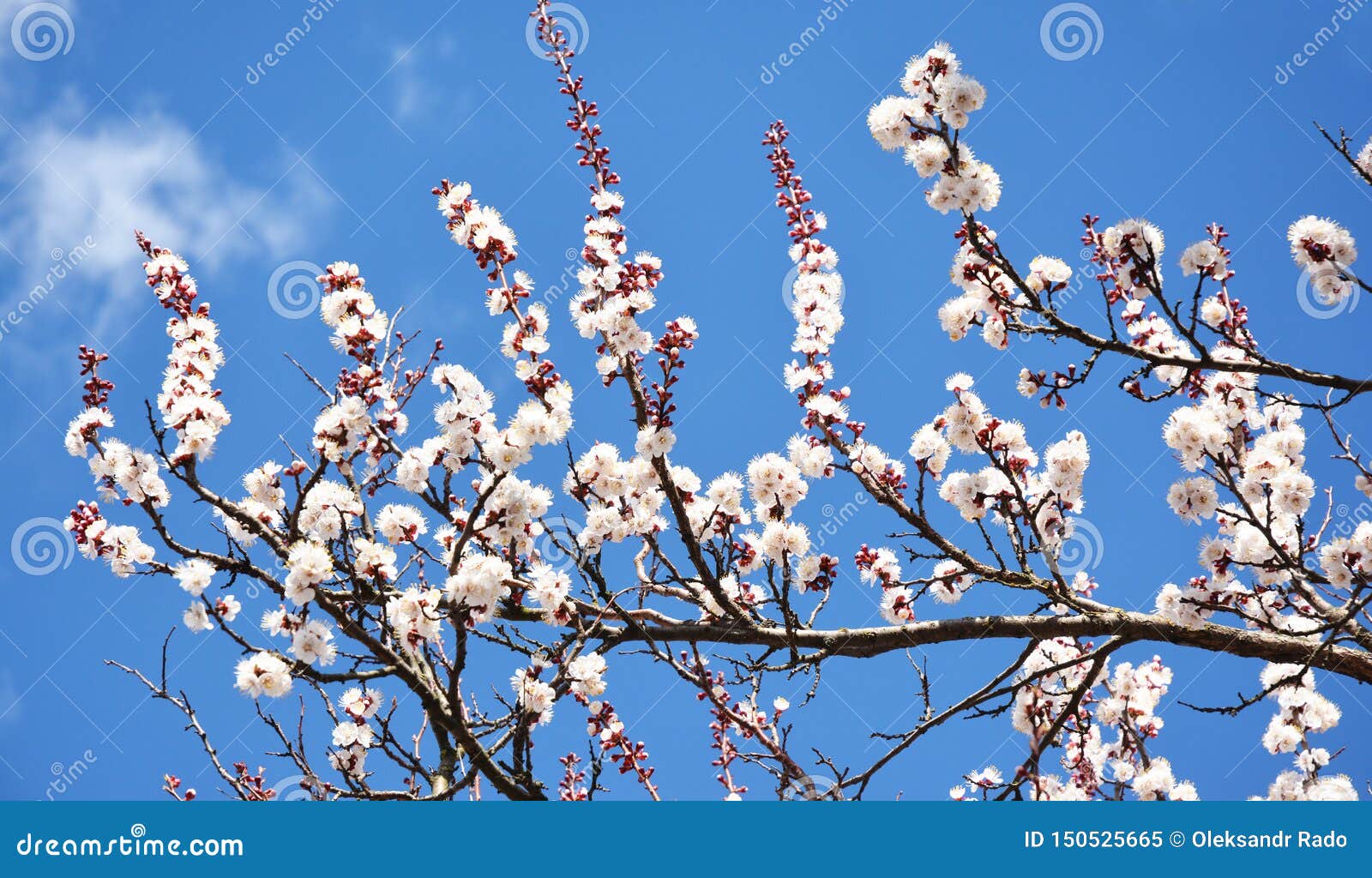 Apricot Blossom In Spanish at Evie Rounsevell blog