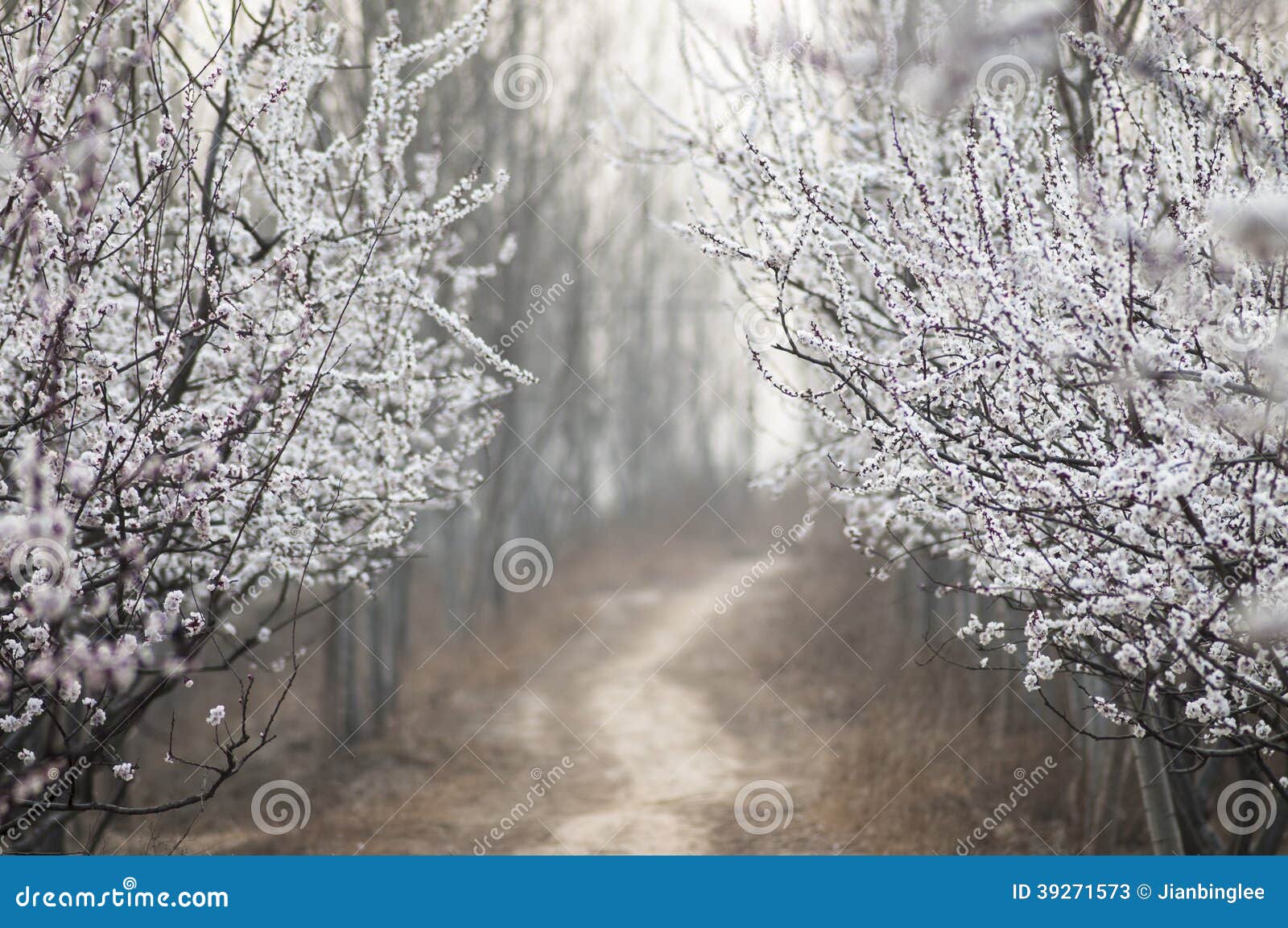 Apricot blossoms stock image. Image of beauty, growth - 39271573