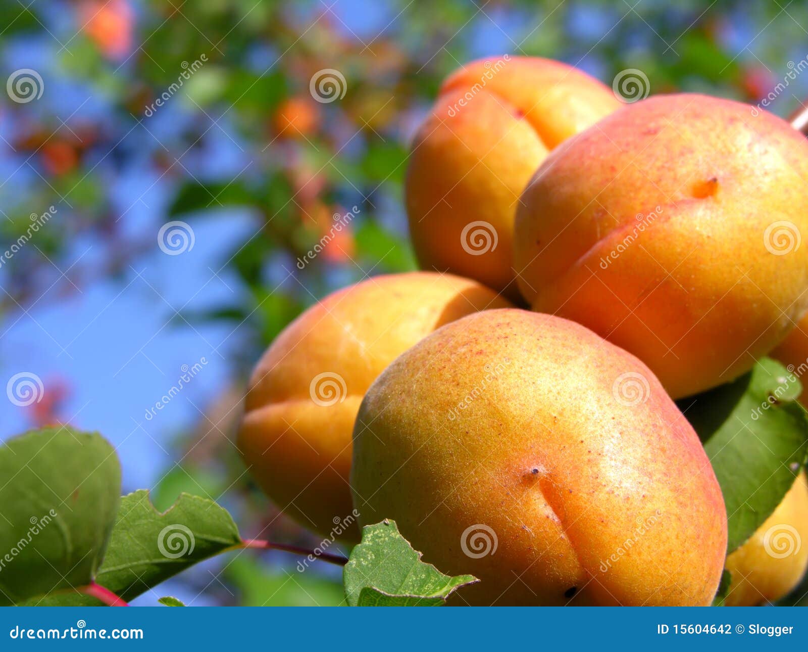 Apricot branch stock photo. Image of apricot, plant, closeup - 15604642