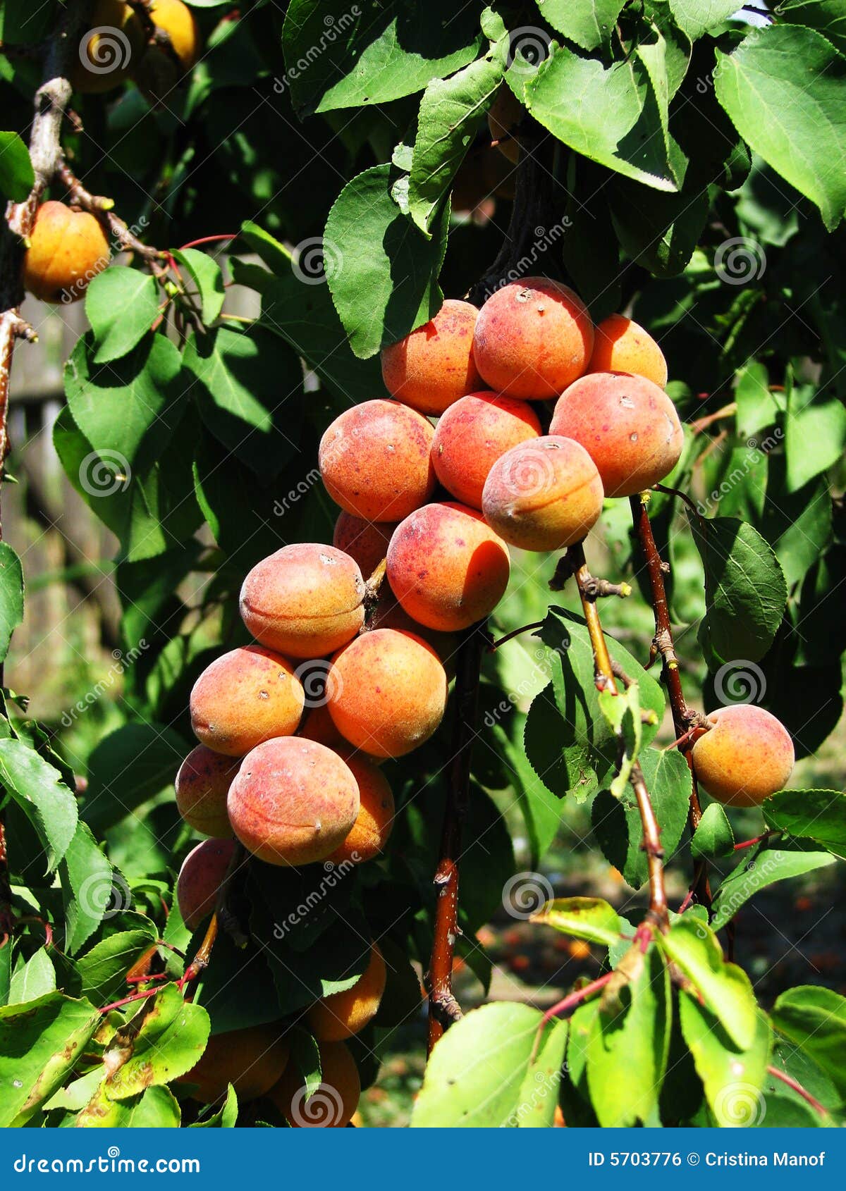 Apricot Branch Picture. Image: 5703776