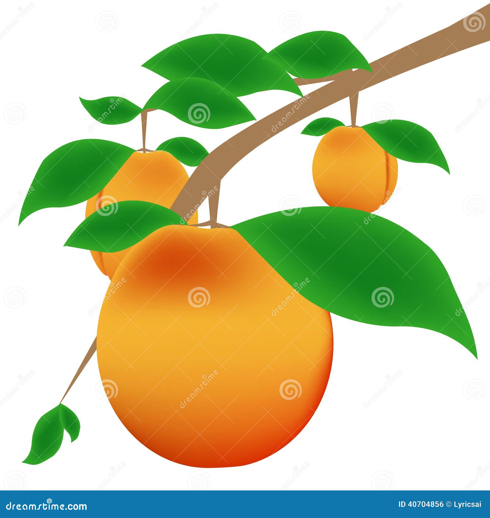 Apricot branch stock vector. Illustration of fruit, tasty - 40704856