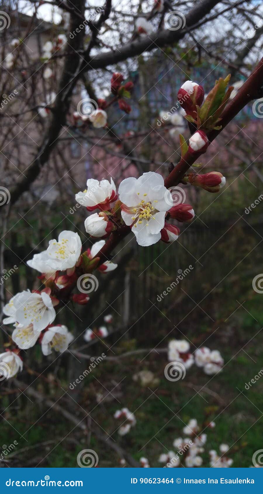 Apricot branch stock photo. Image of spring, flowering - 90623464