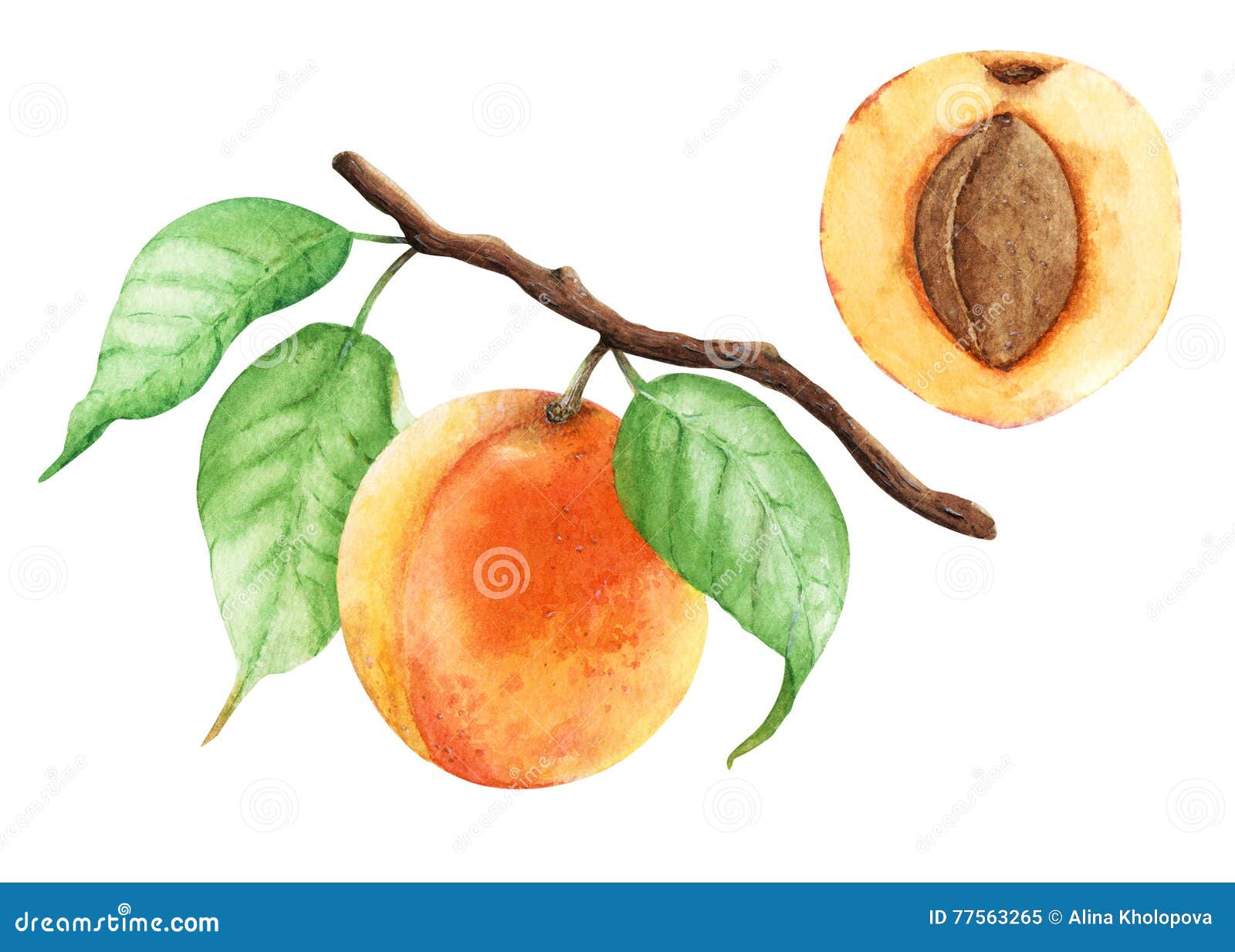 Apricot Branch Pencil Drawing Royalty-Free Stock Image | CartoonDealer ...