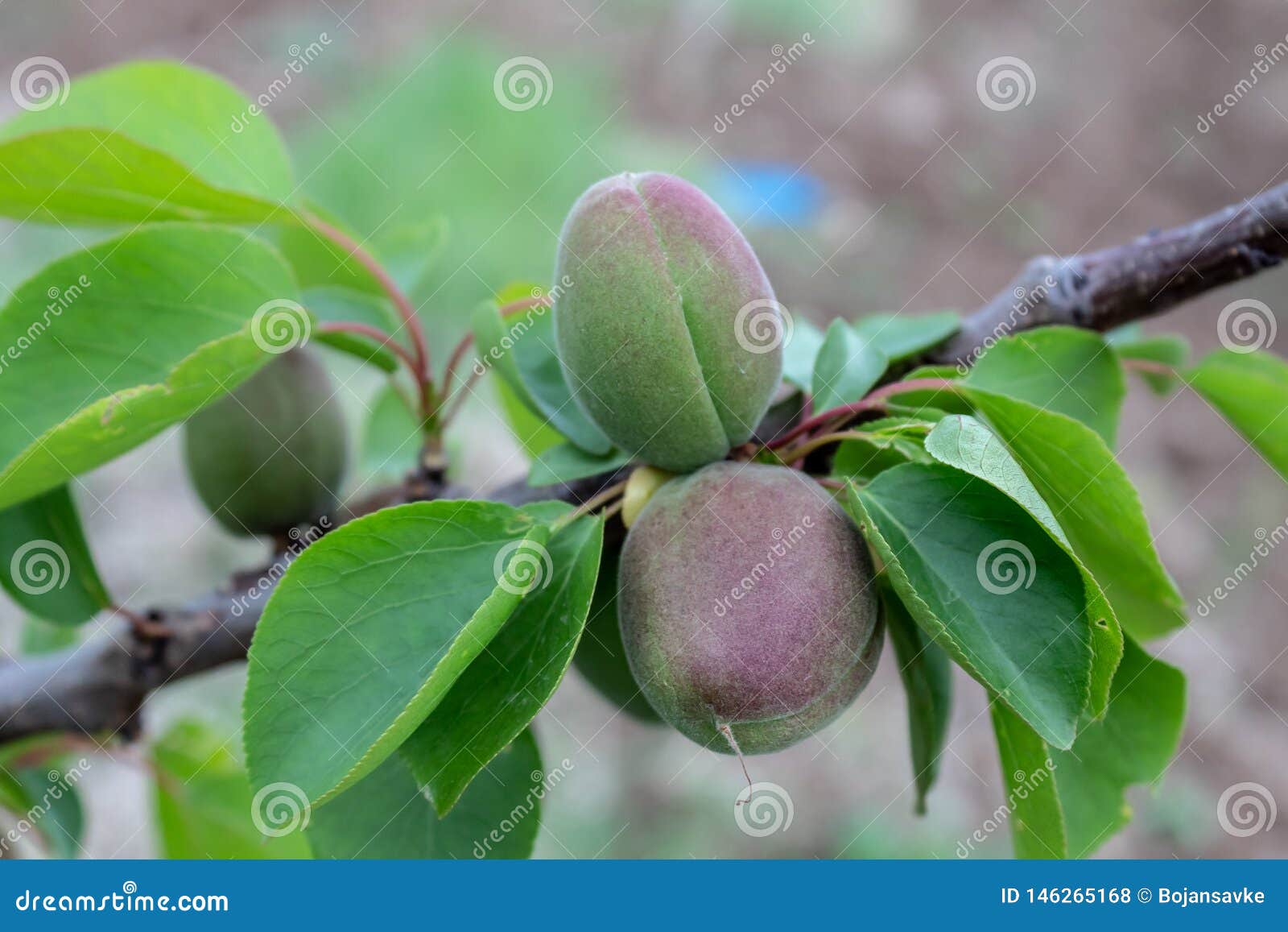 Apricot Branch with Small Fruits Stock Photo - Image of nature, season ...