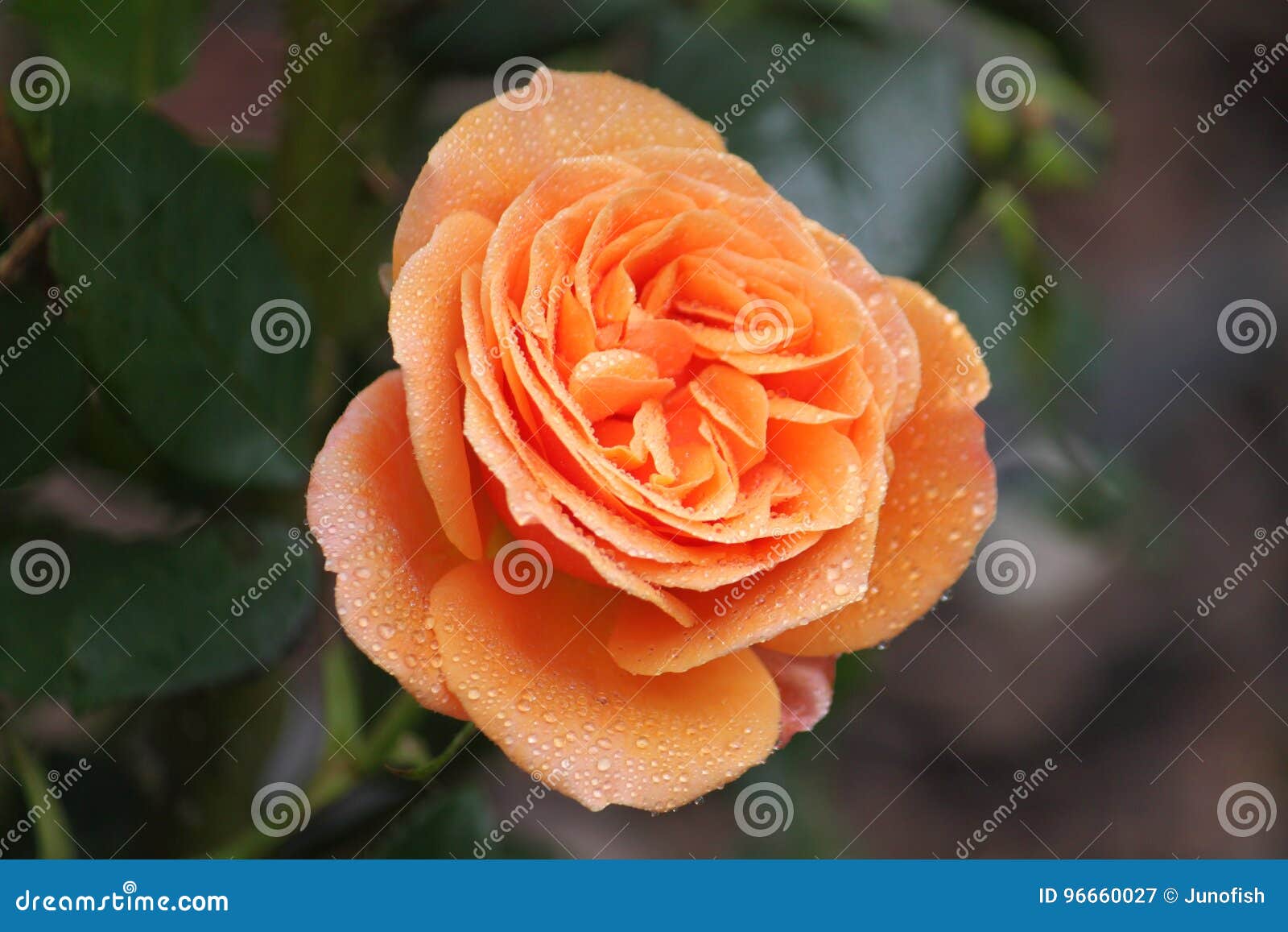 Apricot coloured rose stock image. Image of rose, flower - 96660027