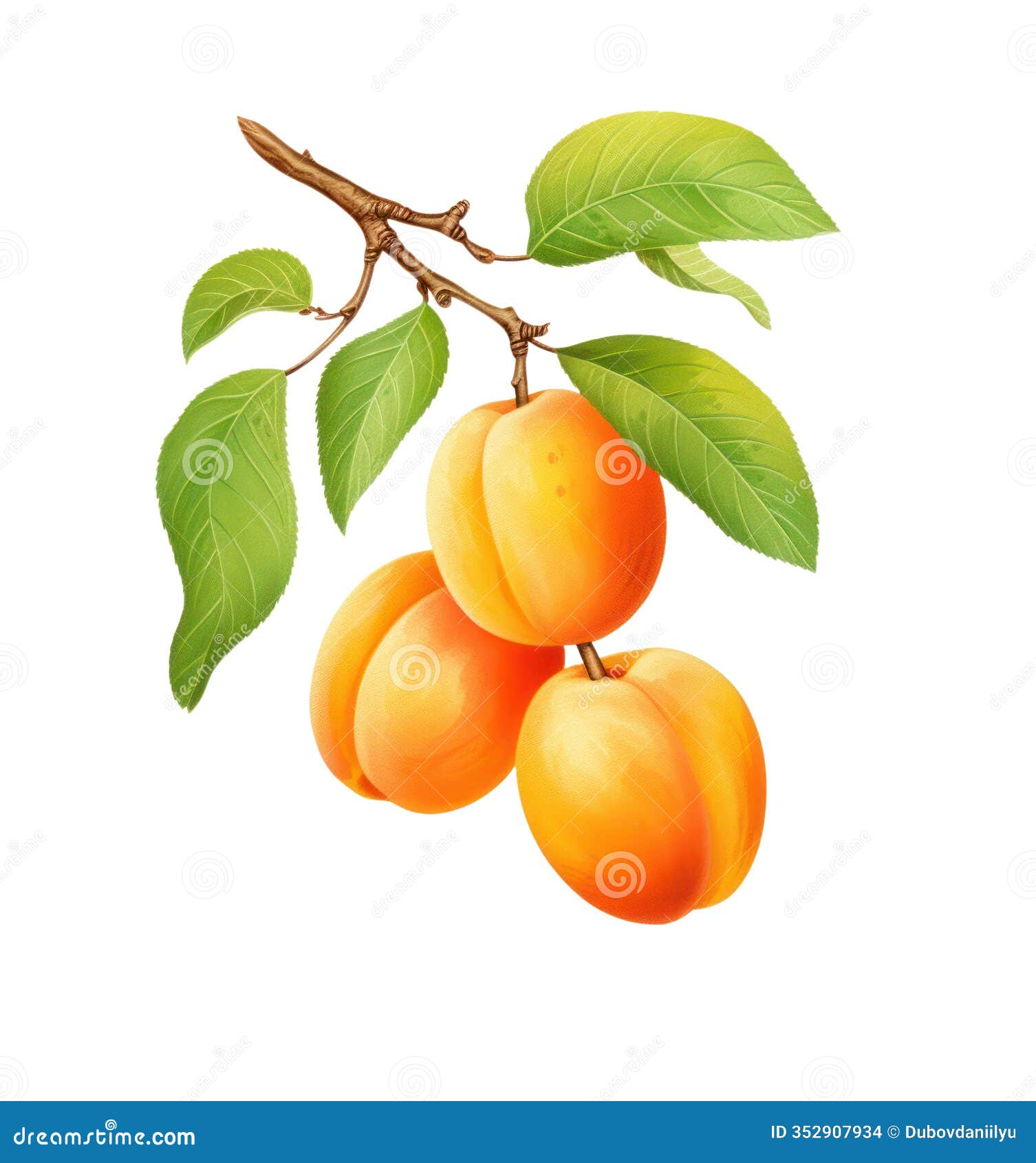 Apricot Drawing on a Transparent Background in PNG Format, Ideal for ...