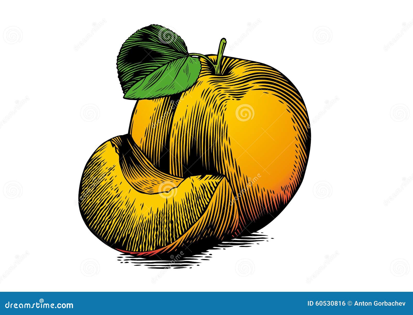 Apricot stock vector. Illustration of produce, meal, fruit - 60530816