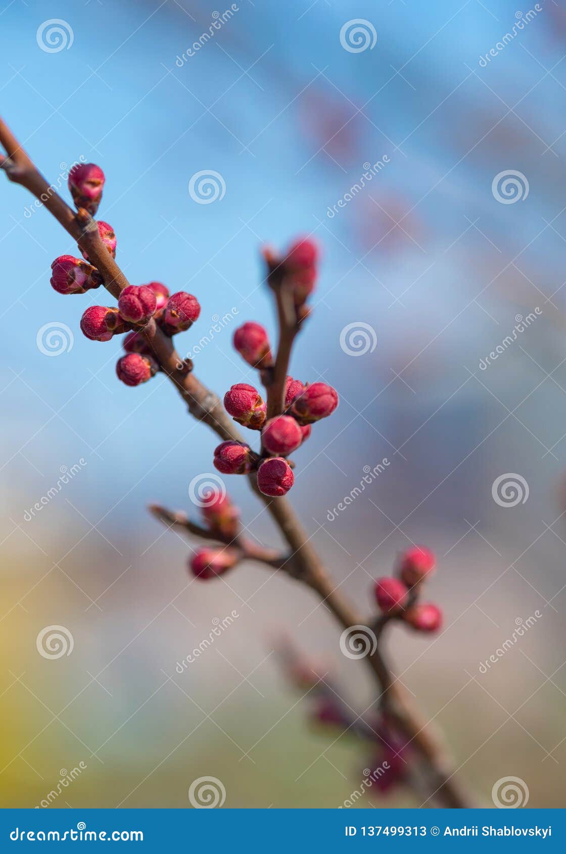 Apricot Flower Bud on a Tree Branch, Branch with Tree Buds. Tree Bud ...
