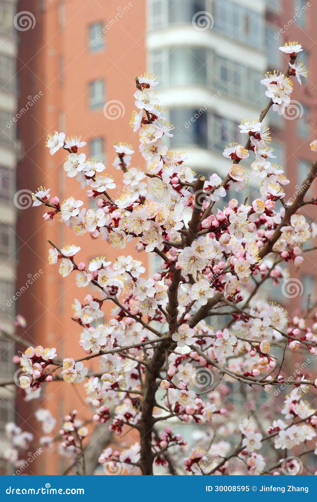Apricot flowers stock image. Image of bloom, blossom - 30008595
