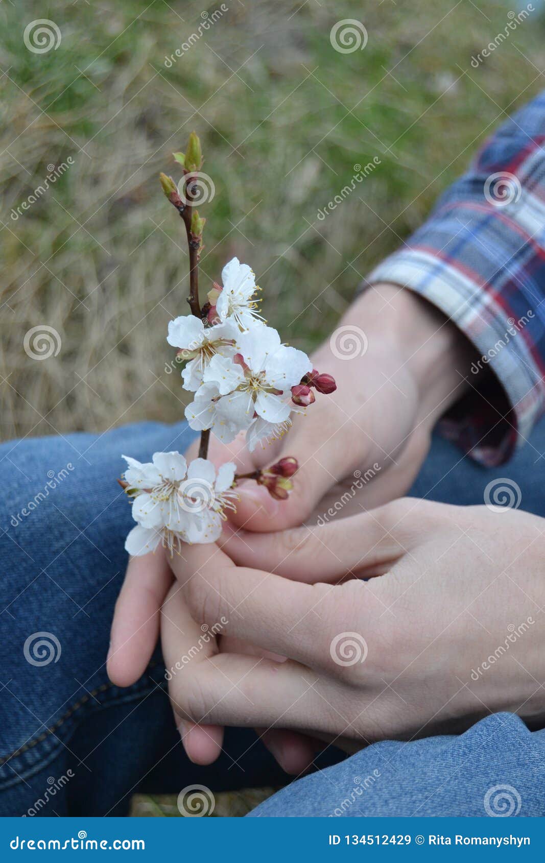 Apricot Flowers in the Hands of a Man. Spring Flowers Stock Image ...