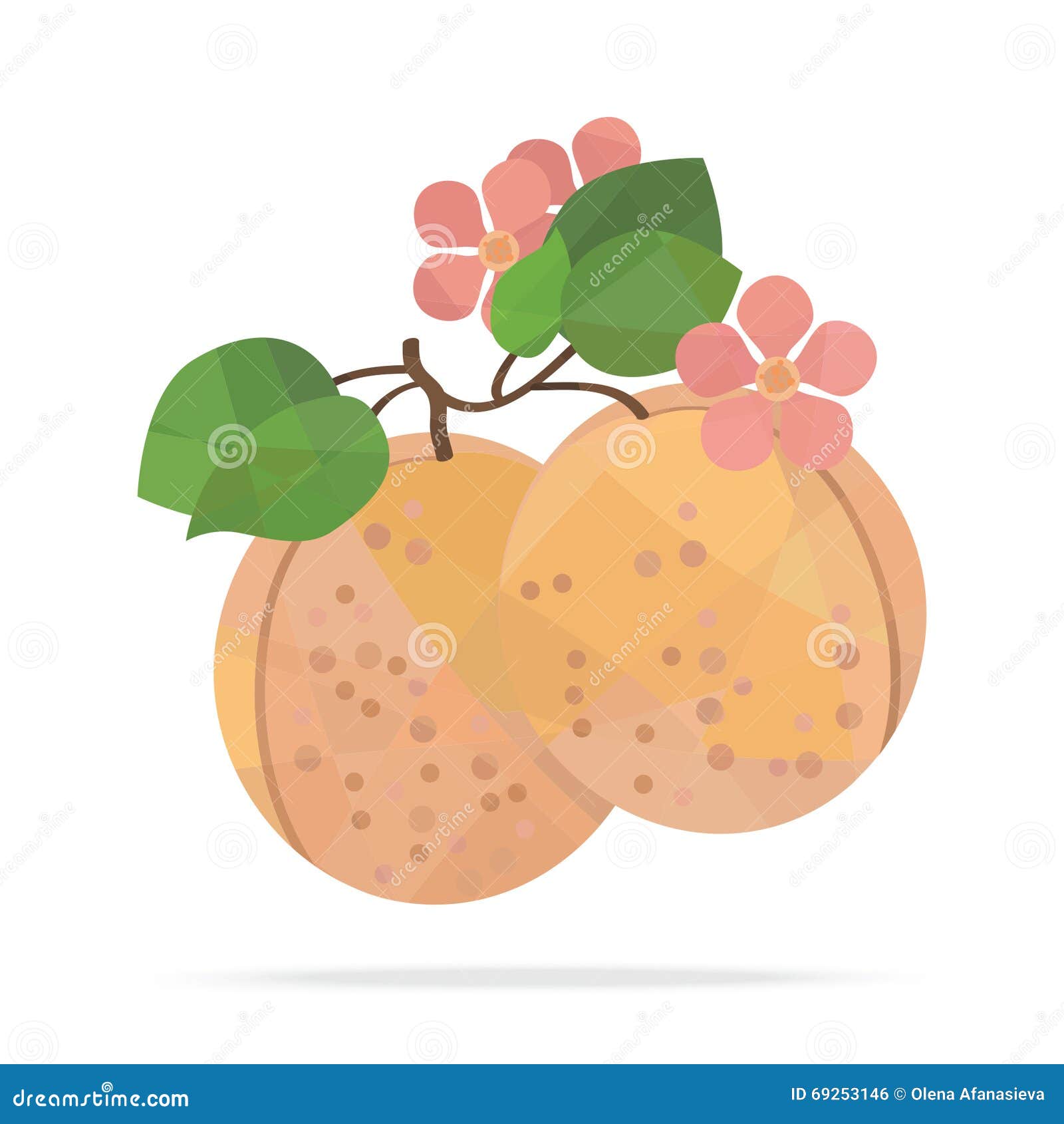 Apricot with Flowers on White Field Stock Vector - Illustration of ...