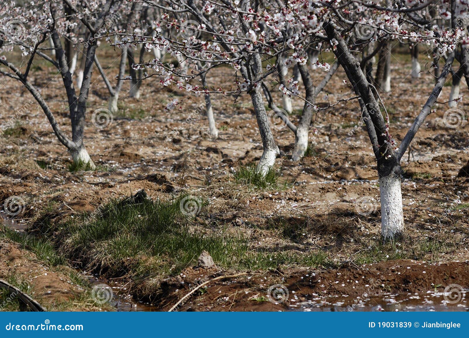 Apricot Forest stock image. Image of fruit, forest, branch - 19031839