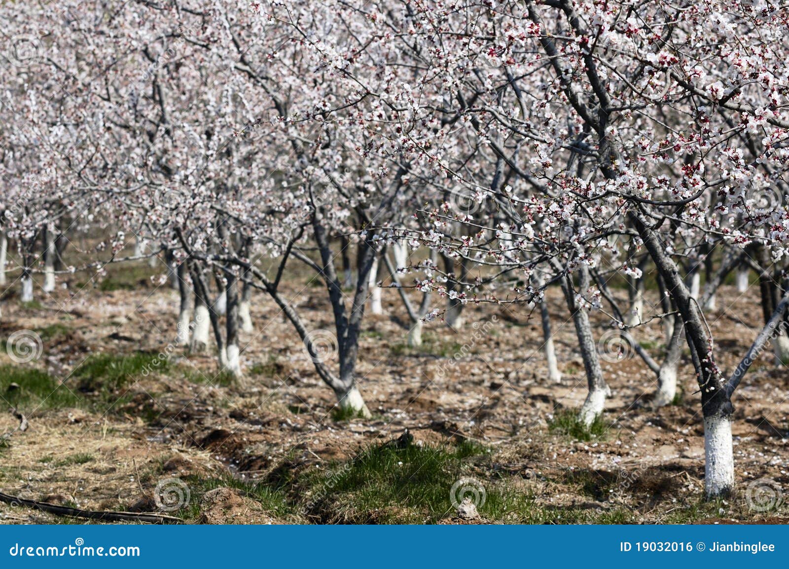 Apricot forest stock photo. Image of branch, flower, apricot - 19032016