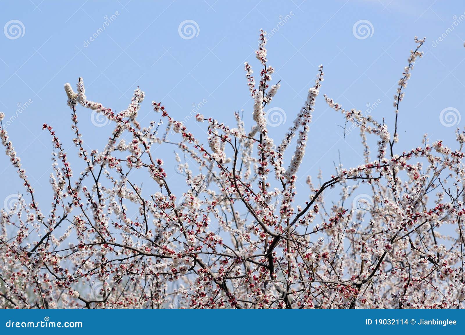 Apricot forest stock photo. Image of white, fruit, agriculture - 19032114