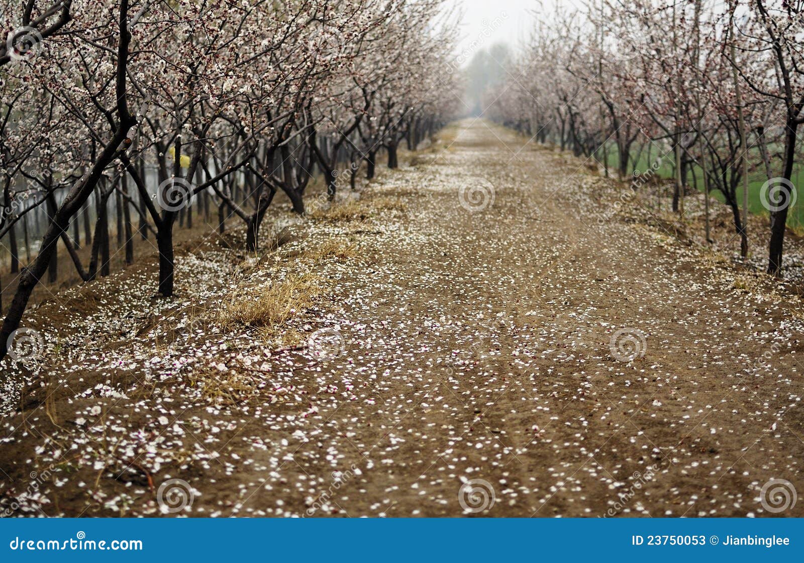Apricot forest stock image. Image of rain, blooming, life - 23750053