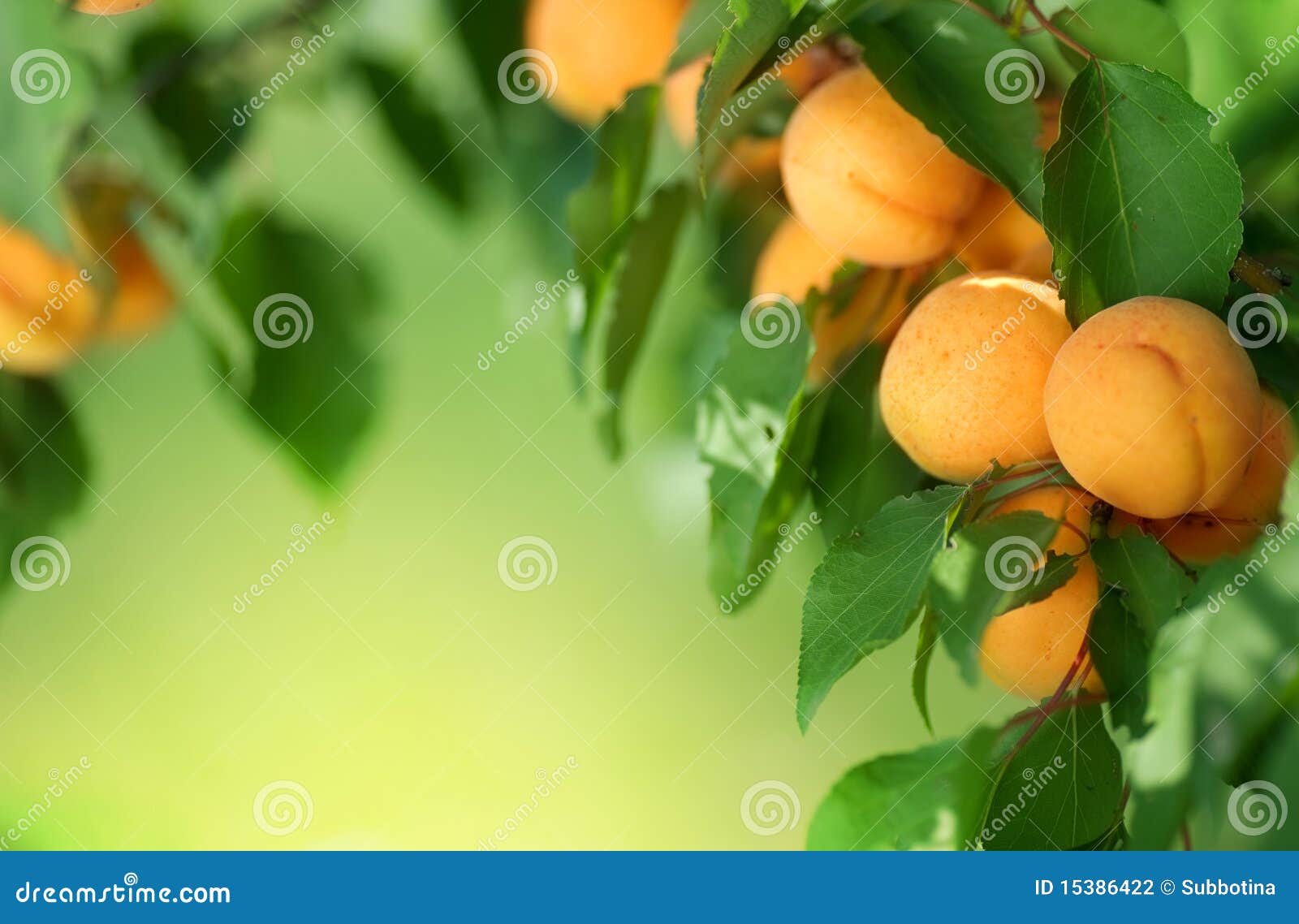 Apricot frame stock photo. Image of fruits, food, grow - 15386422
