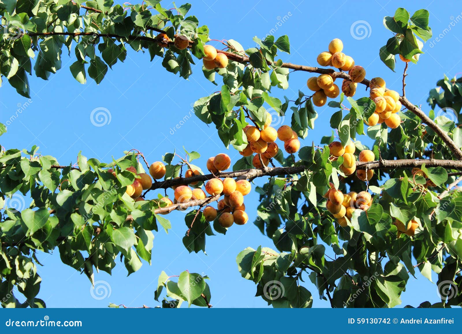 Apricot Fruits in the Sunlight Stock Photo - Image of tree, fruits ...