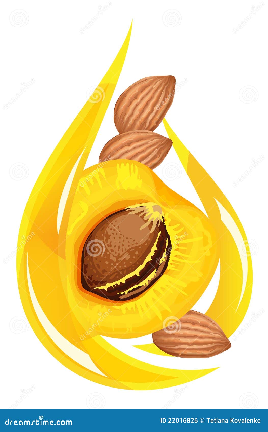 Apricot Kernel Stock Illustrations – 435 Apricot Kernel Stock ...