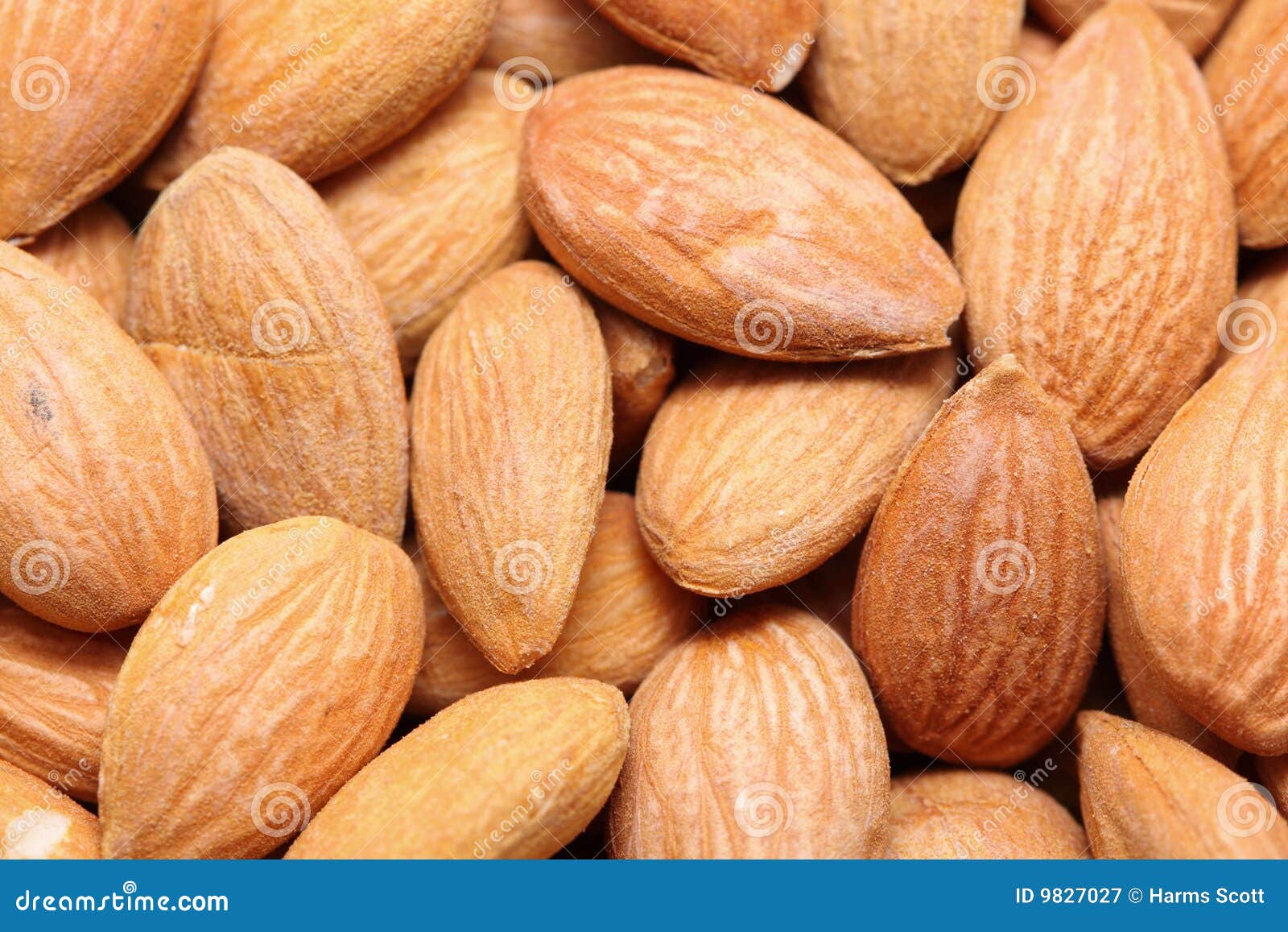 Apricot kernels stock image. Image of vegan, fruit, seeds - 9827027