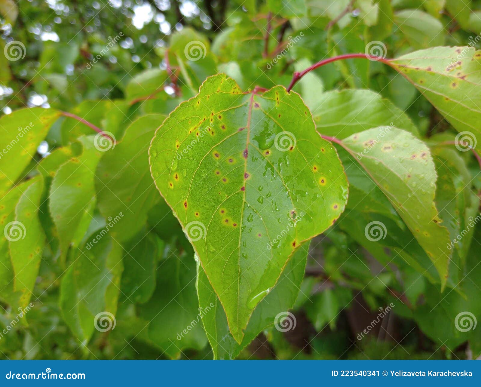 Apricot Leaves with Red Dots. Fruit Tree Disease Stock Image - Image of ...