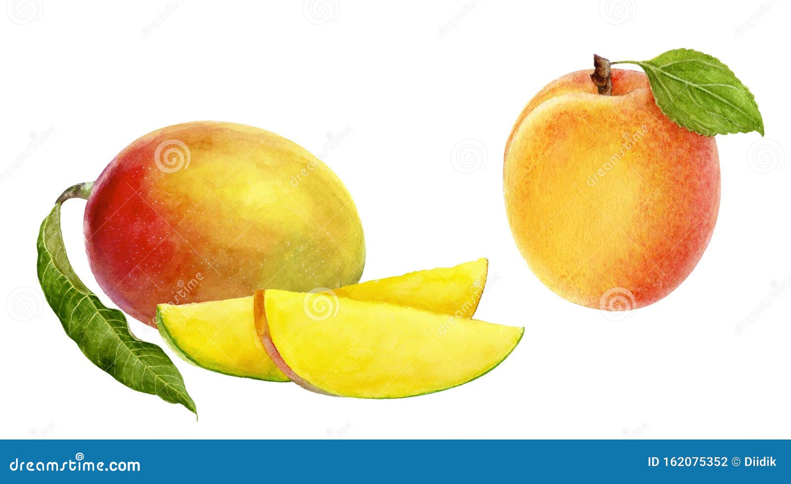 Apricot Mango Set Composition Watercolor Isolated on White Background ...