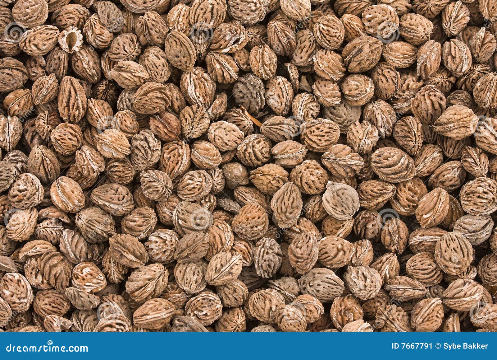 Apricot Pips stock image. Image of apricot, spread, texture - 7667791