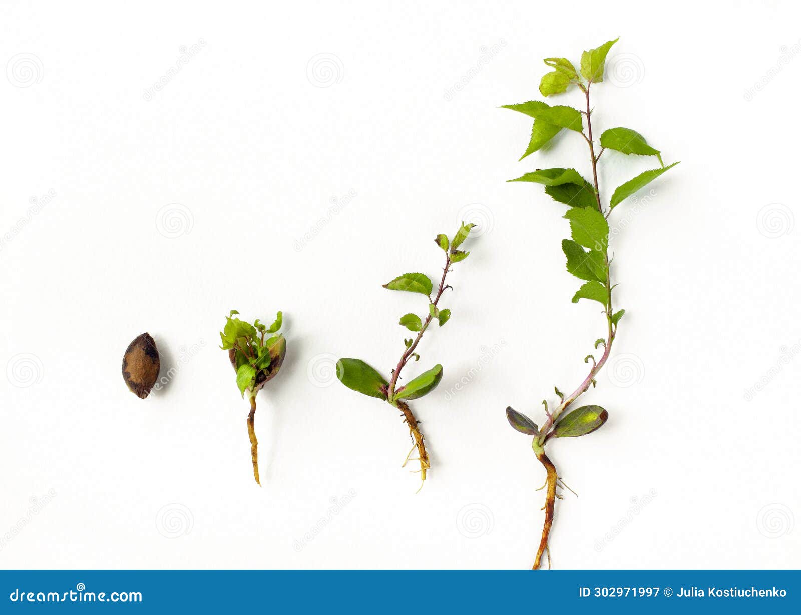 Apricot Pit Germination Stages. Development Stages of a Tree Sprout ...