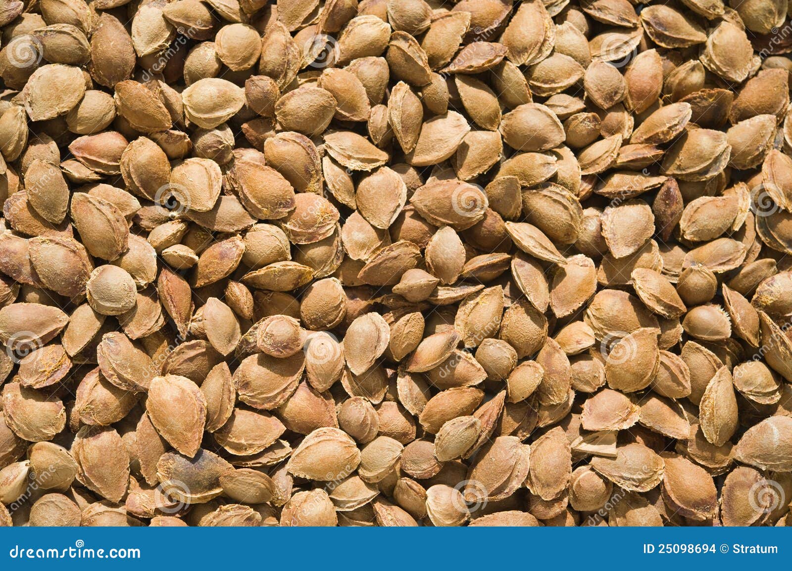 Apricot pits stock photo. Image of detail, dried, brown - 25098694