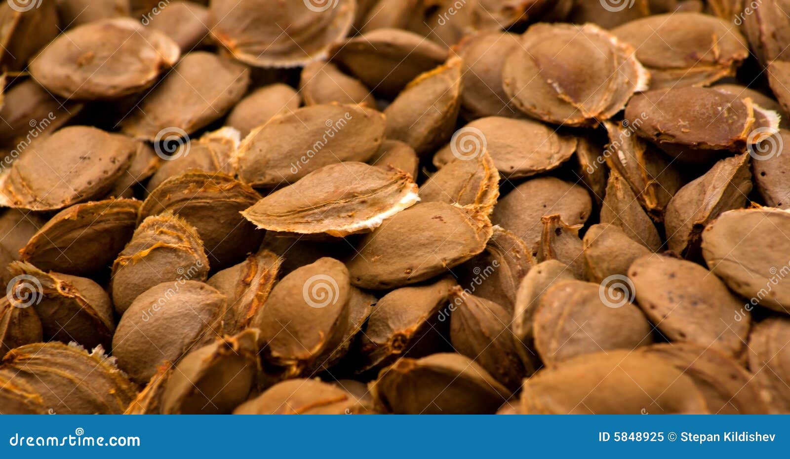 Apricot pits stock image. Image of brown, apricot, pits - 5848925