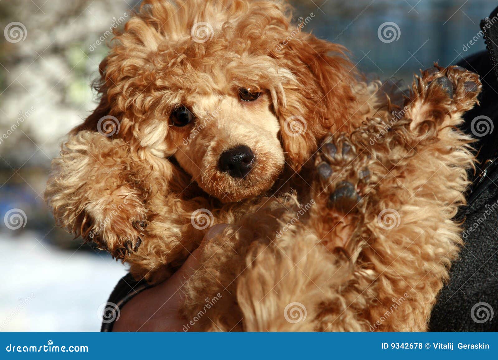 Apricot poodle puppy stock photo. Image of curly, puppy - 9342678