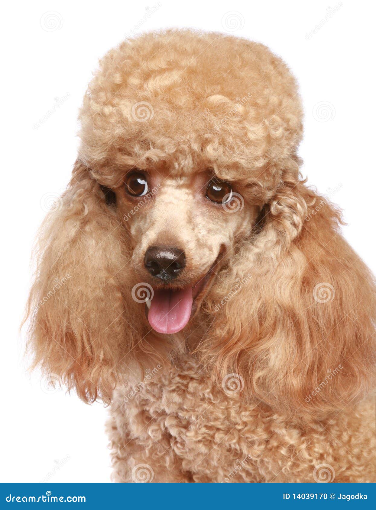 Apricot Poodle Puppy Portrait Stock Photo - Image of puppy, white: 14039170