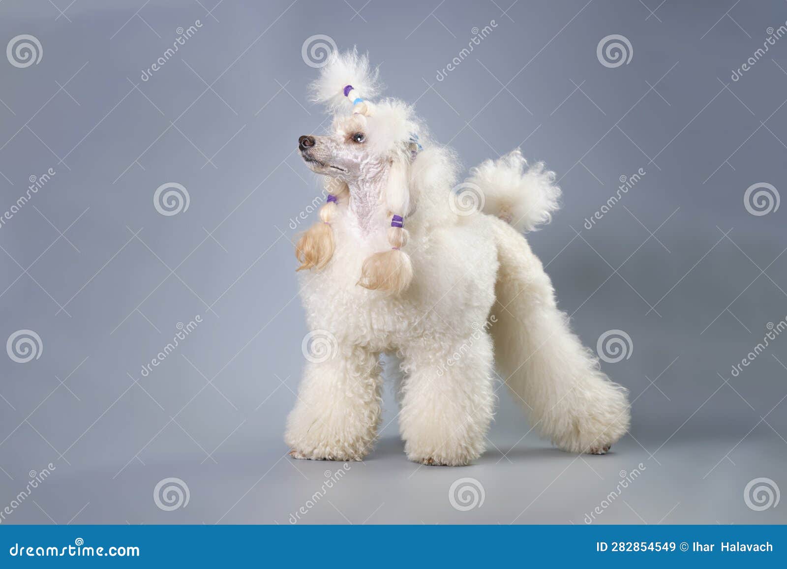 Poodle Toy Dog Top View Royalty-Free Stock Photo | CartoonDealer.com ...