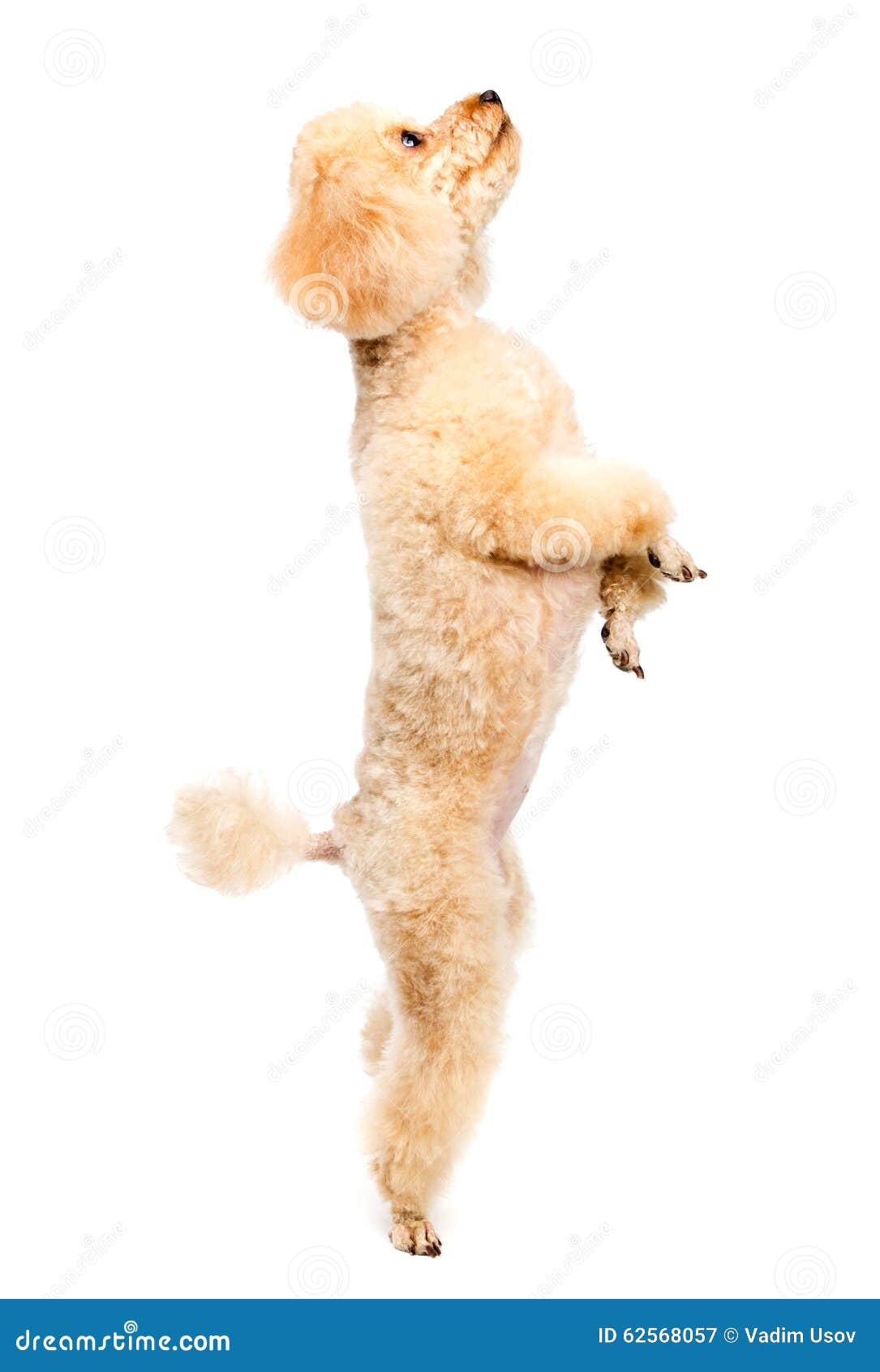 Poodle Standing Hind Legs Photos - Free & Royalty-Free Stock Photos ...