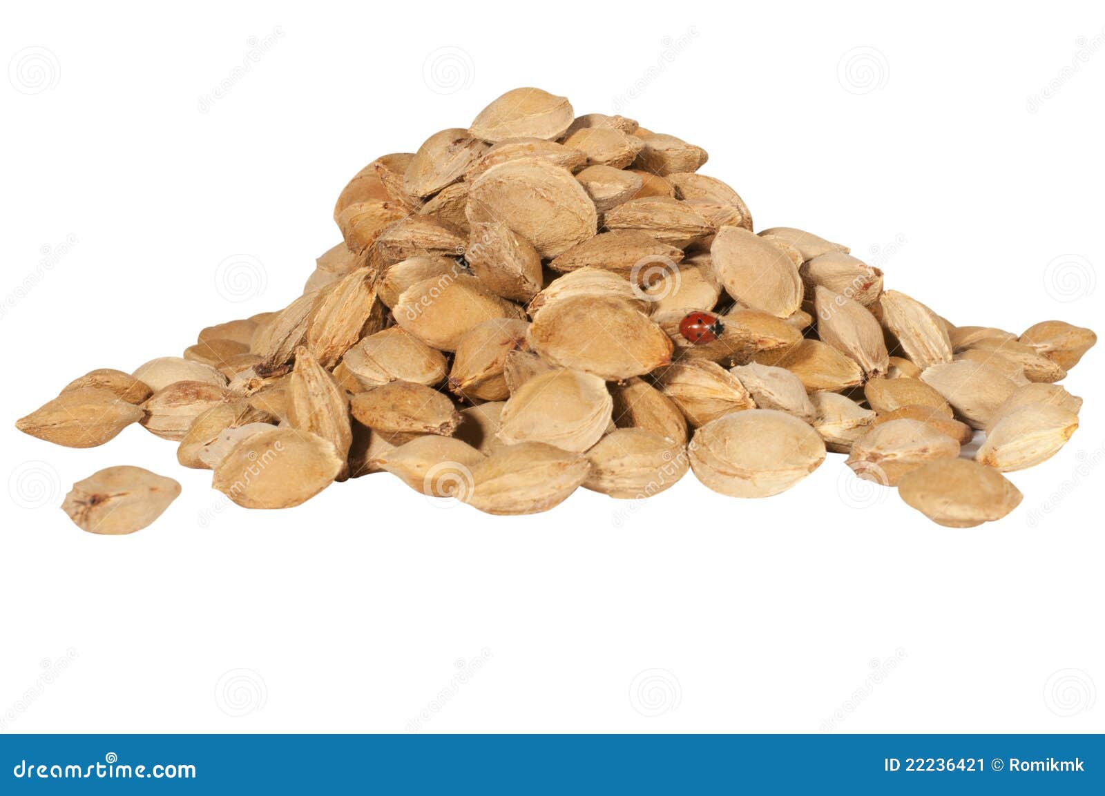 Apricot seeds stock image. Image of seed, natural, kernel - 22236421