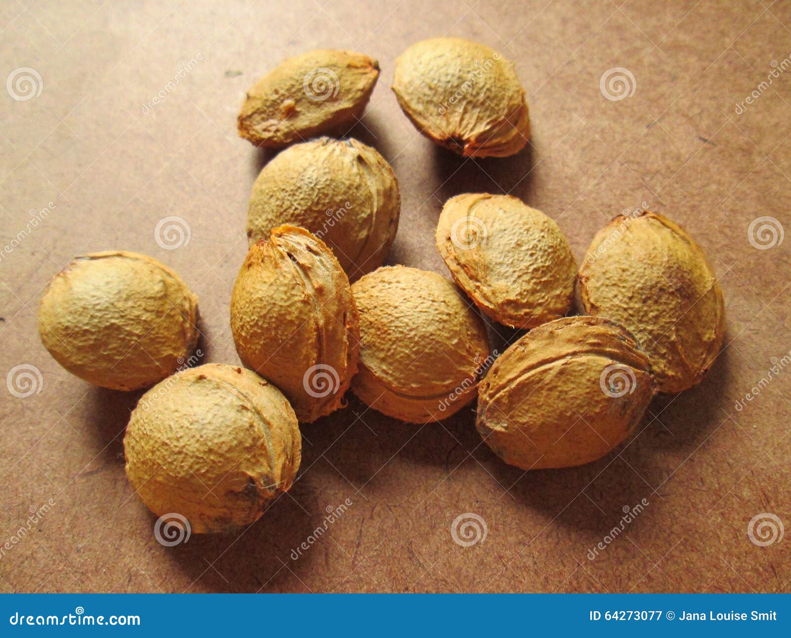 Apricot Seeds. stock image. Image of seed, propagation - 64273077