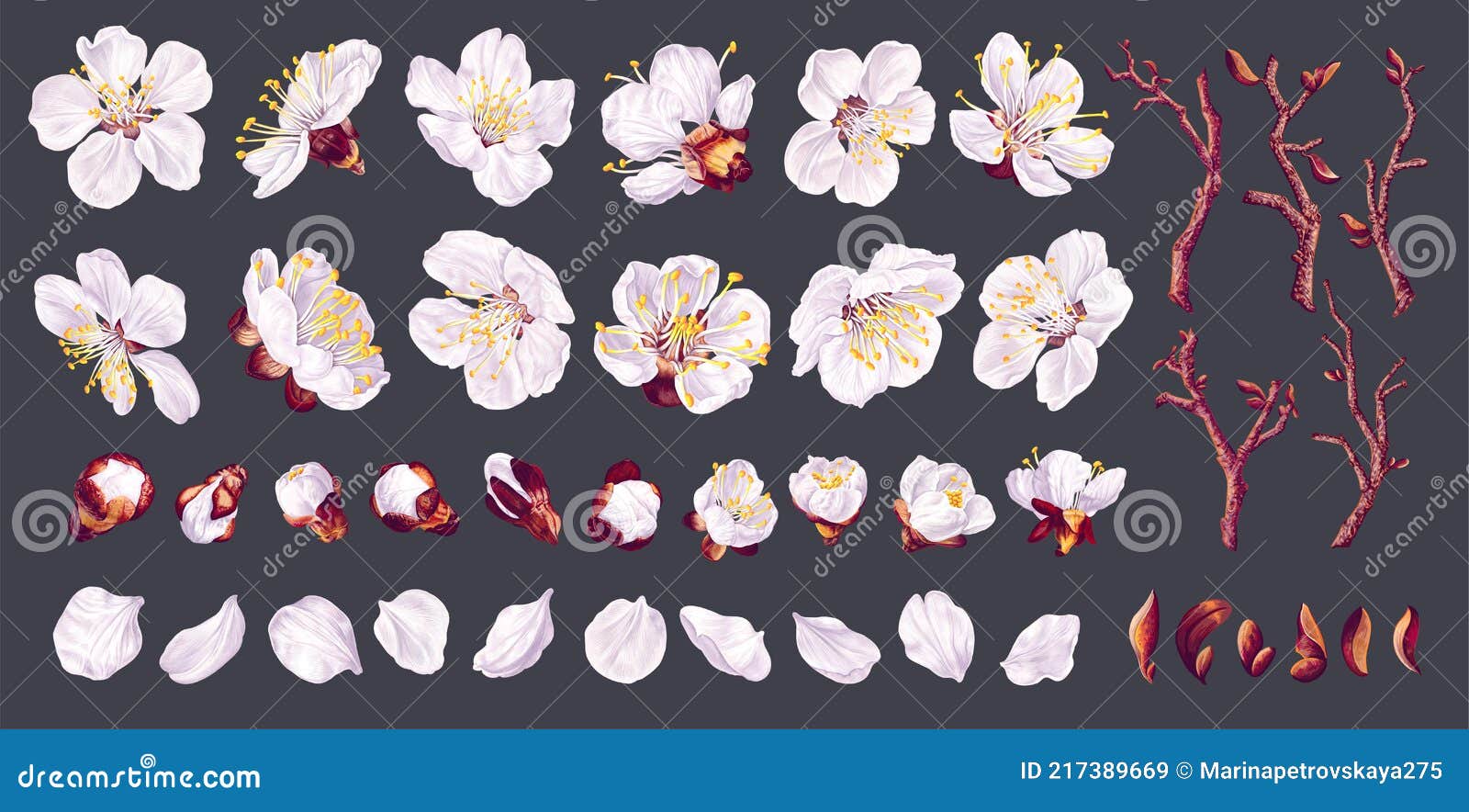 Big Set of Apricot Flowers. Realistic White Vector Flowers, Petals ...