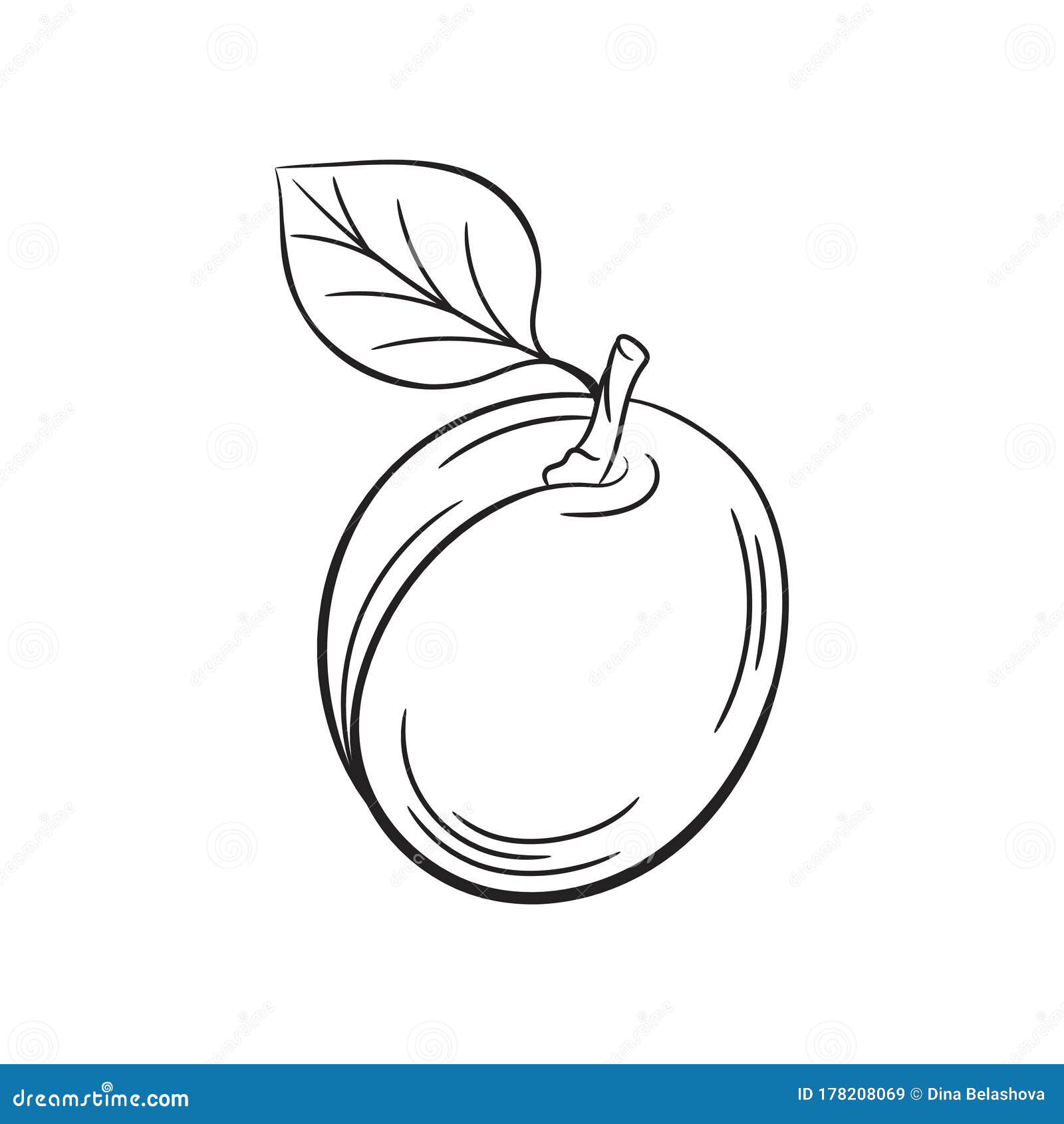 Apricot Sketch. Hand Drawn Fruit Illustration Stock Vector ...
