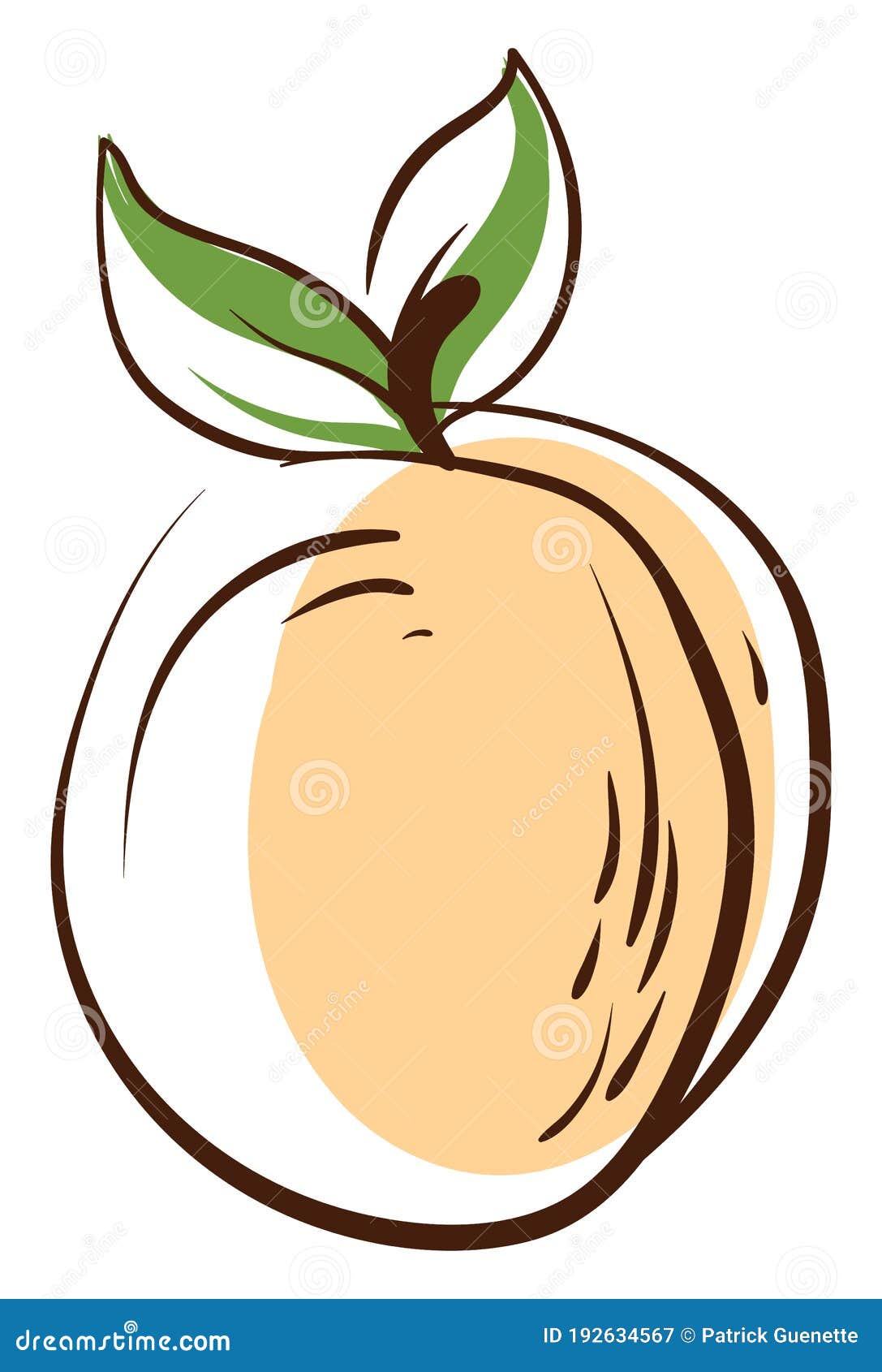Apricot Sketch, Illustration, Vector Stock Vector - Illustration of ...