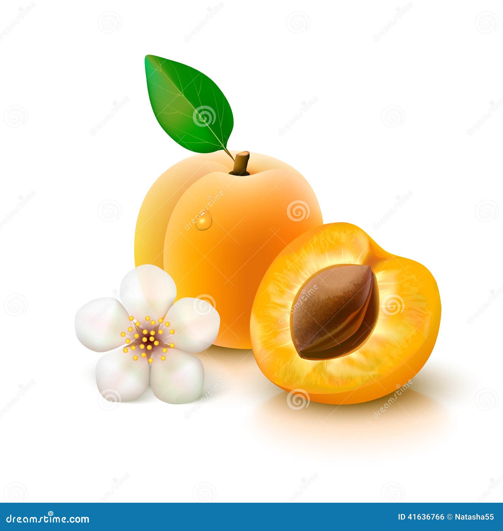 Apricot with Slice on White Background Stock Vector - Illustration of ...