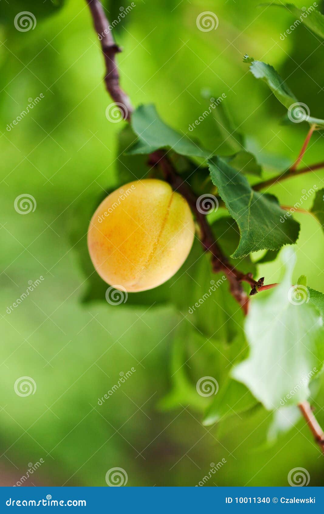 Apricot tree stock photo. Image of agricultural, apricot - 10011340