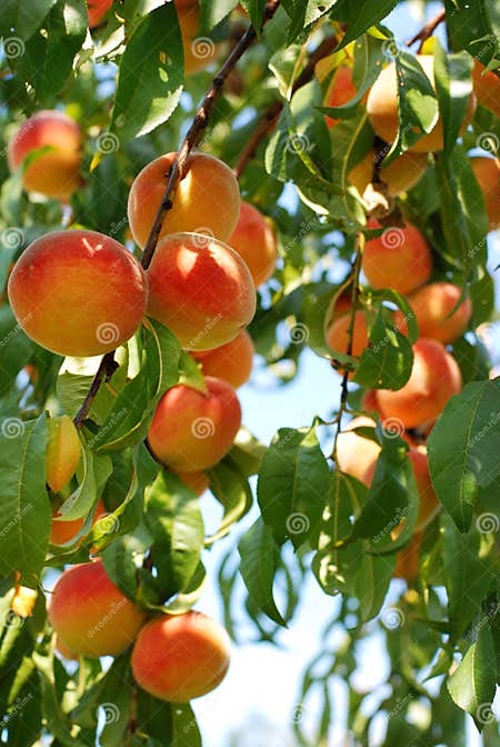 Apricot tree stock image. Image of branch, food, health - 10707277