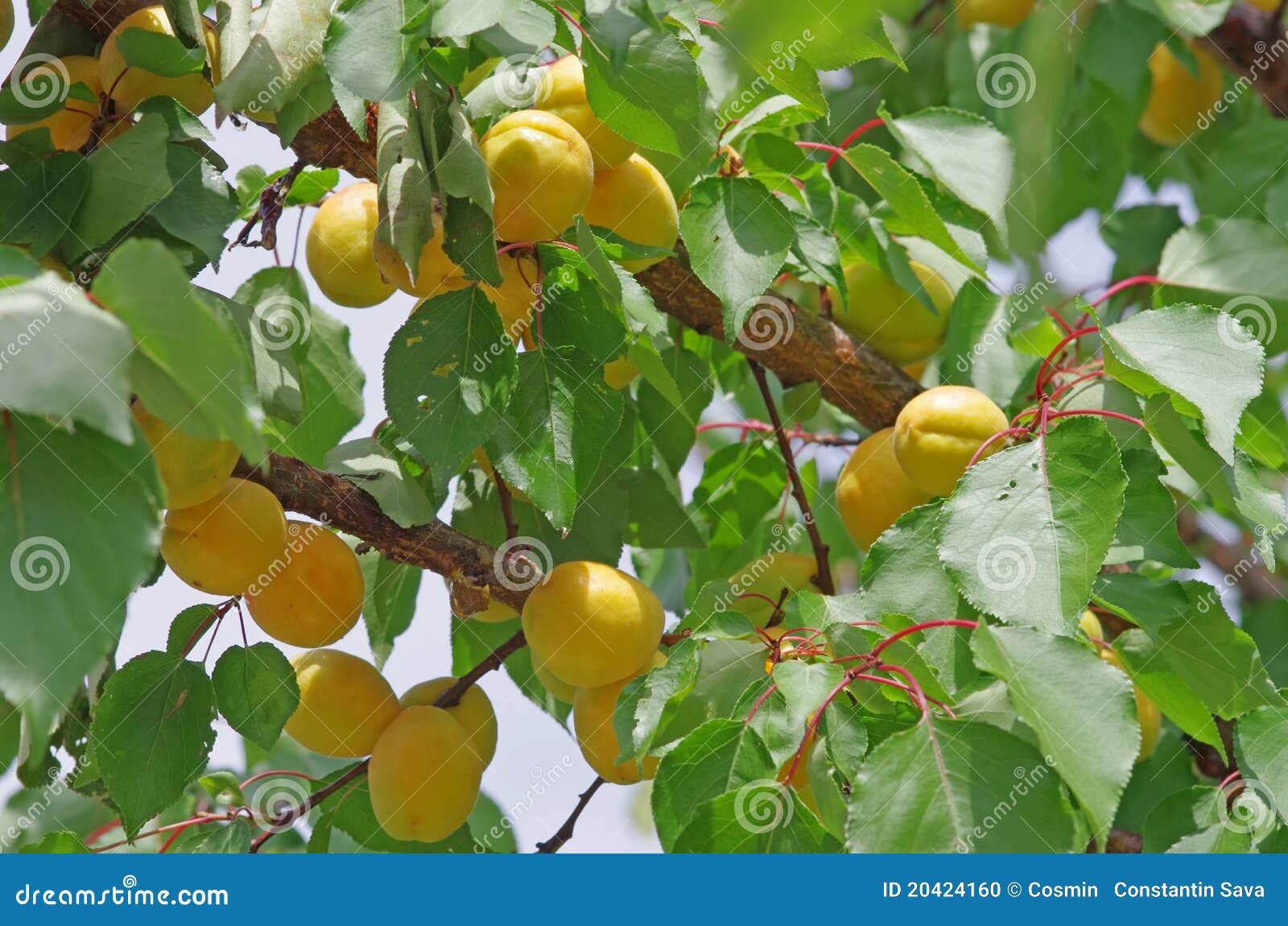Apricot tree stock photo. Image of delicious, fresh, fruitage - 20424160