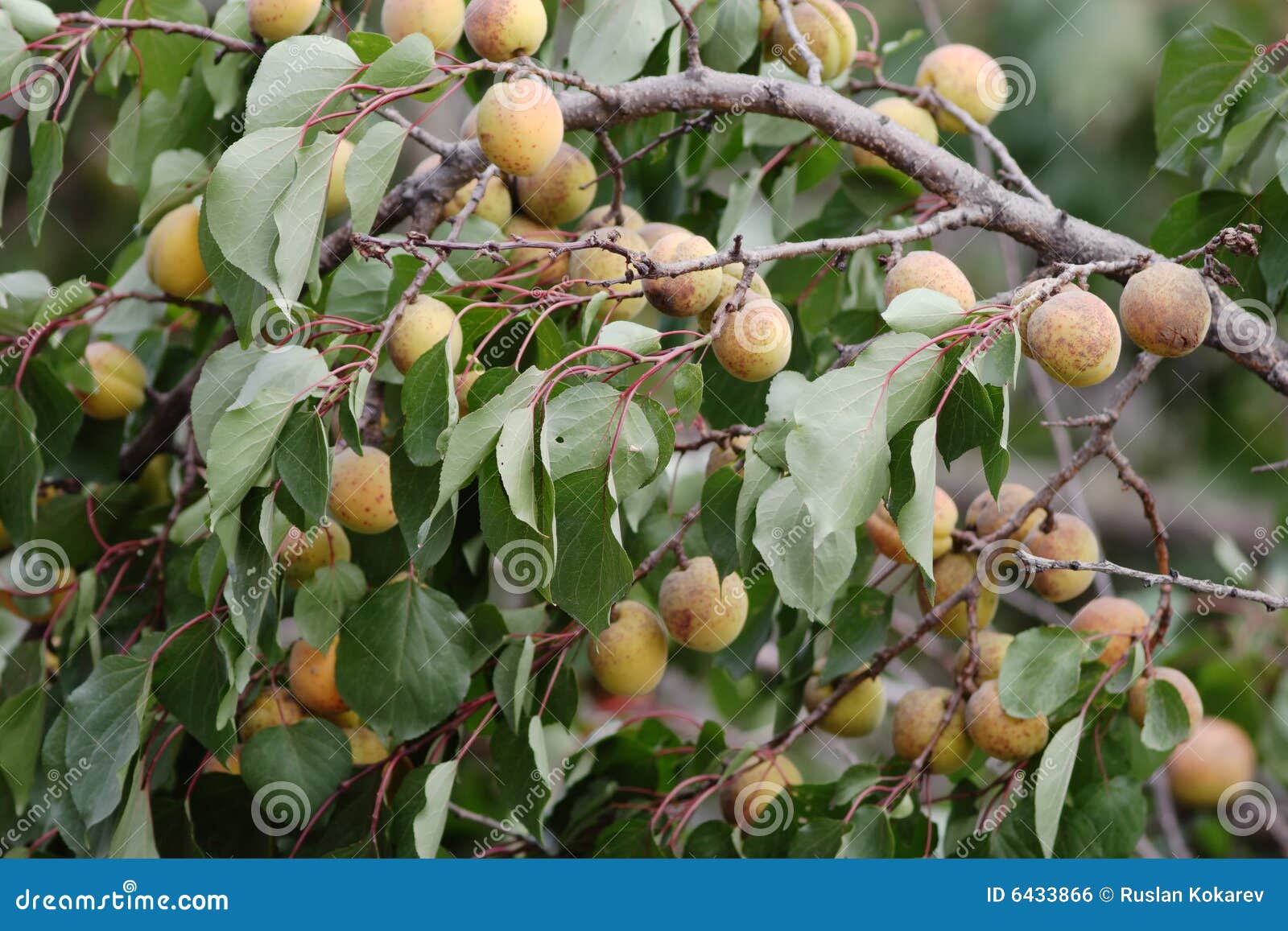 Apricot-tree. stock photo. Image of crop, apricot, palateble - 6433866