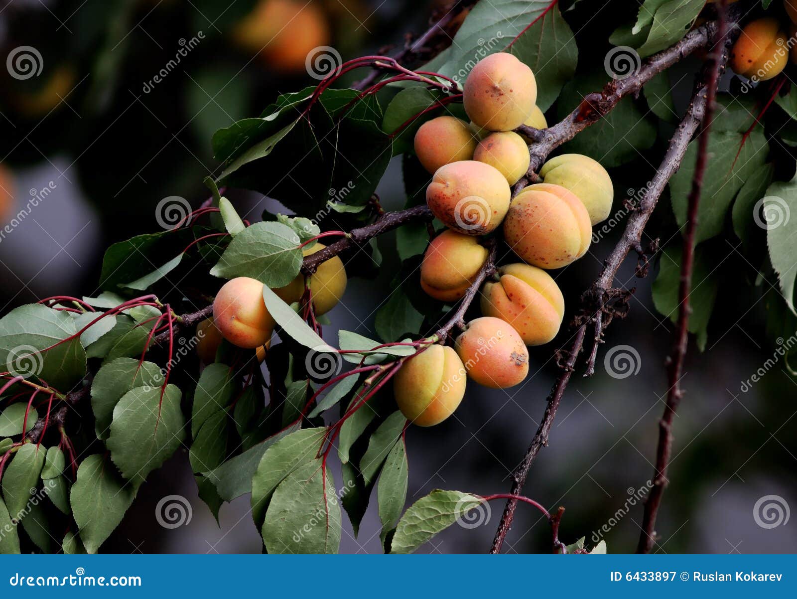 Apricot-tree. Picture Image: 6433897