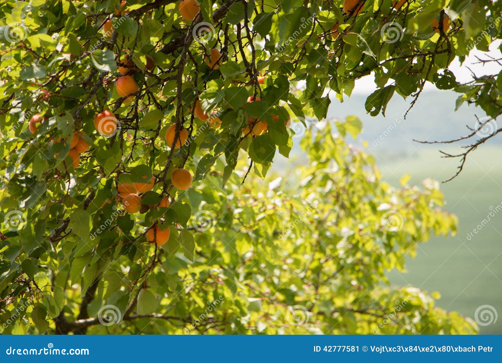 Apricot tree stock image. Image of deli, green, healthy - 42777581