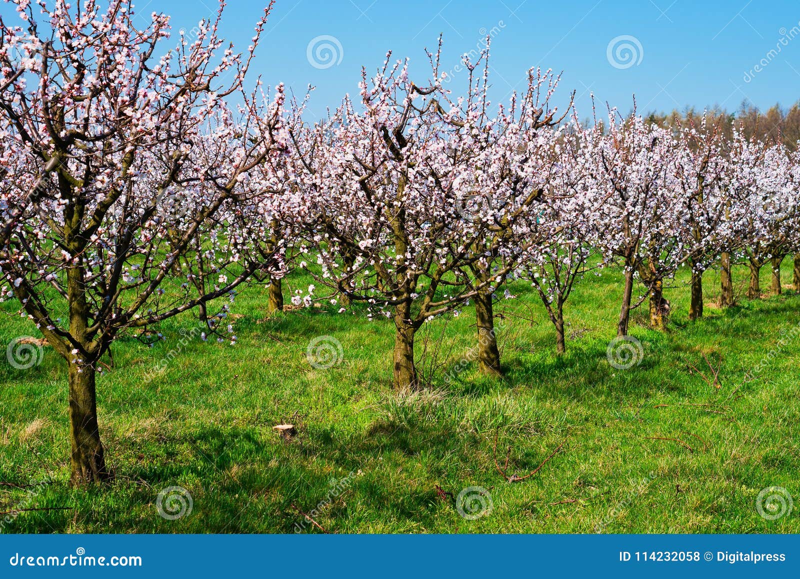 Apricot Tree in Bloom stock photo. Image of people, apricots - 114232058