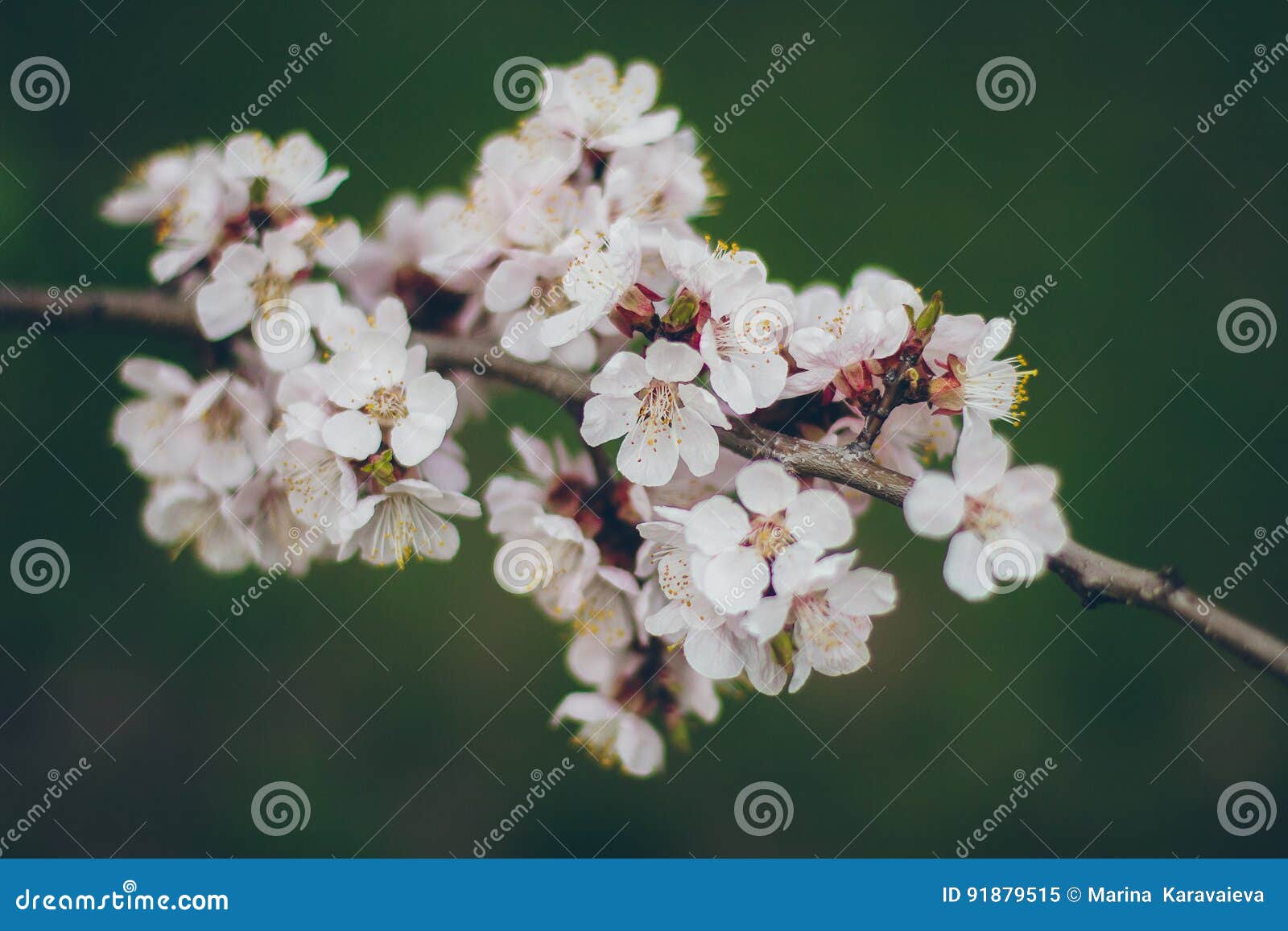 Apricot tree in bloom stock image. Image of tree, bloom - 91879515