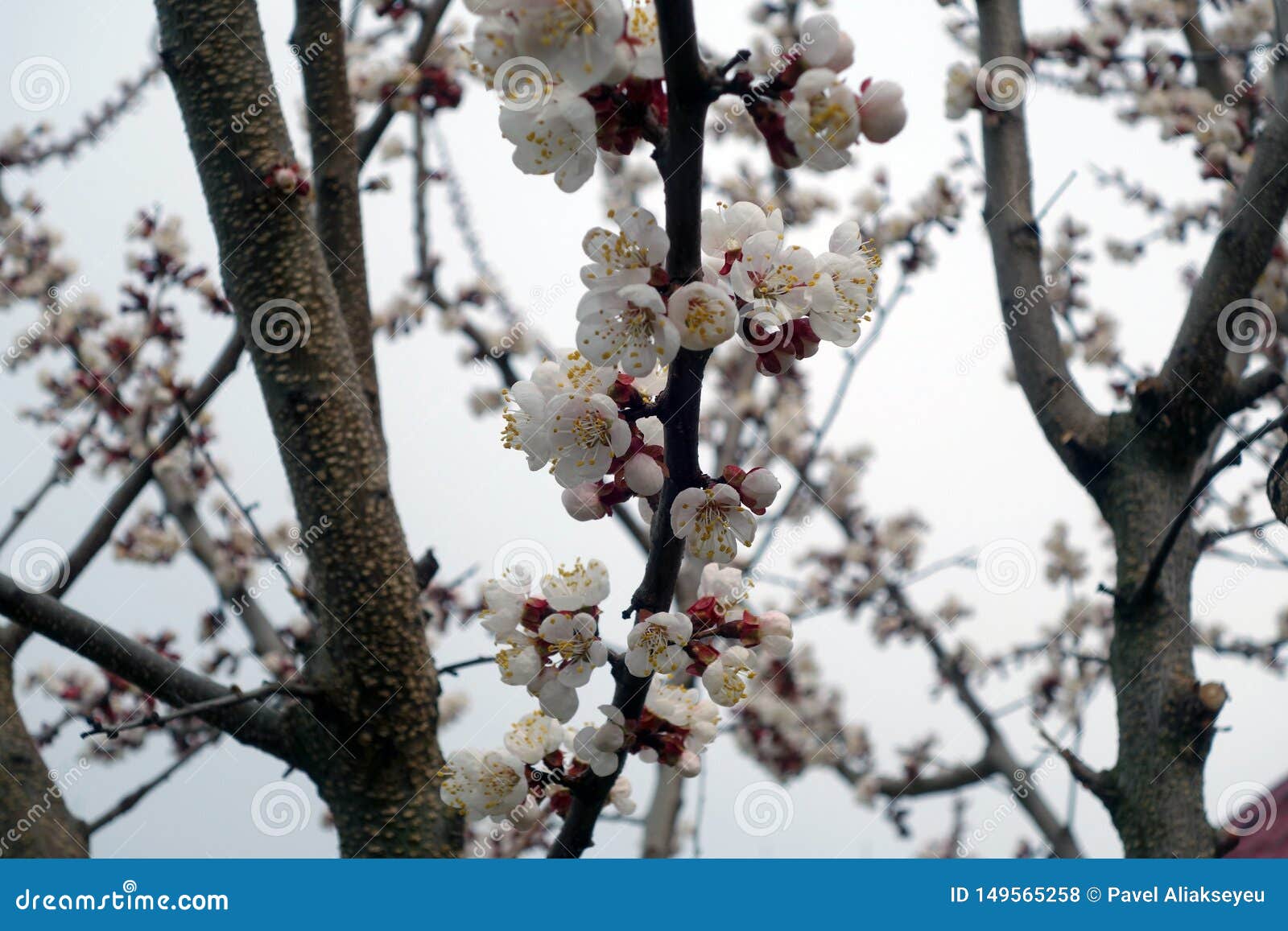 Apricot tree in bloom stock photo. Image of garden, natural - 149565258